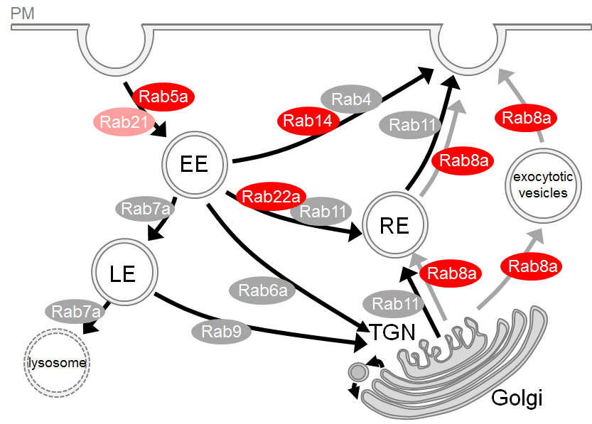 Model Trafficking The Linder Labthe Linder Lab